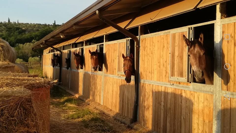 Centro Ippico Bellaria - Visit Murlo